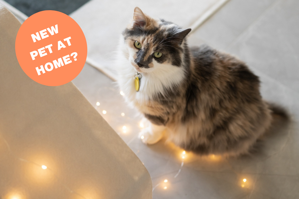 New Pet Checklist: The Essentials for Getting Started – Rawry